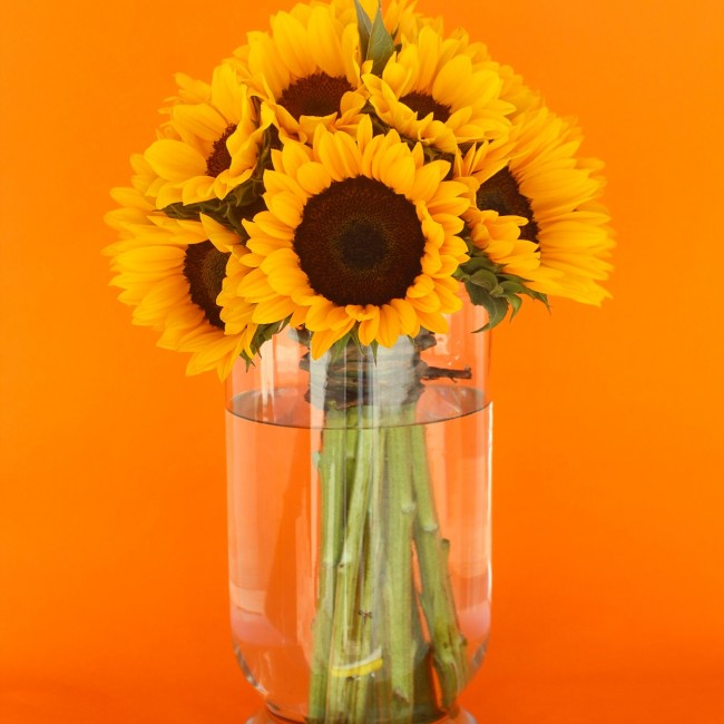 Amor eterno | Pideflores